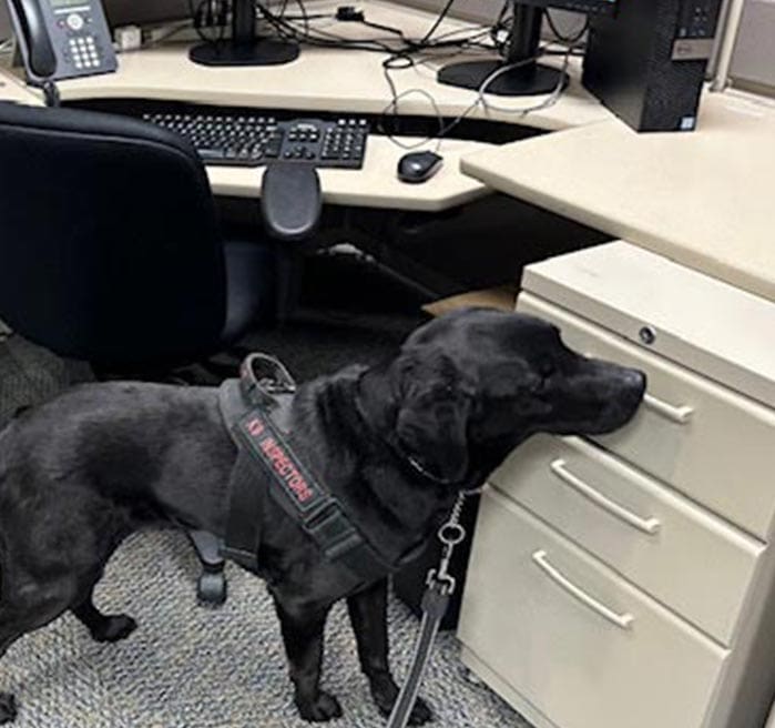 Trust the Pros: K9 Bed Bug Inspection Services by Experts